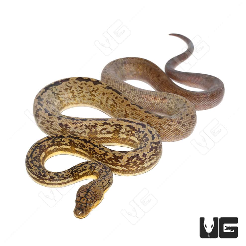 Pythons For Sale - Underground Reptiles