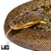 Pythons For Sale - Underground Reptiles
