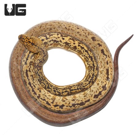 Timor Python (Malayopython timoriensis) For Sale - Underground Reptiles