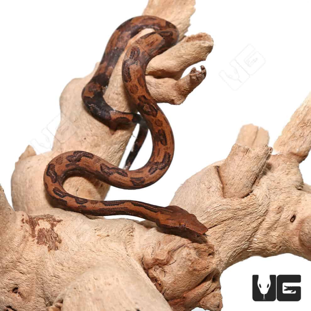 Boas For Sale - Underground Reptiles