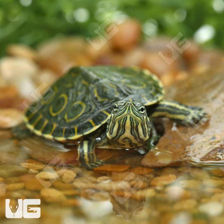 Baby Nicaraguan Ornate Slider Turtles (Trachemys emoli) For Sale ...