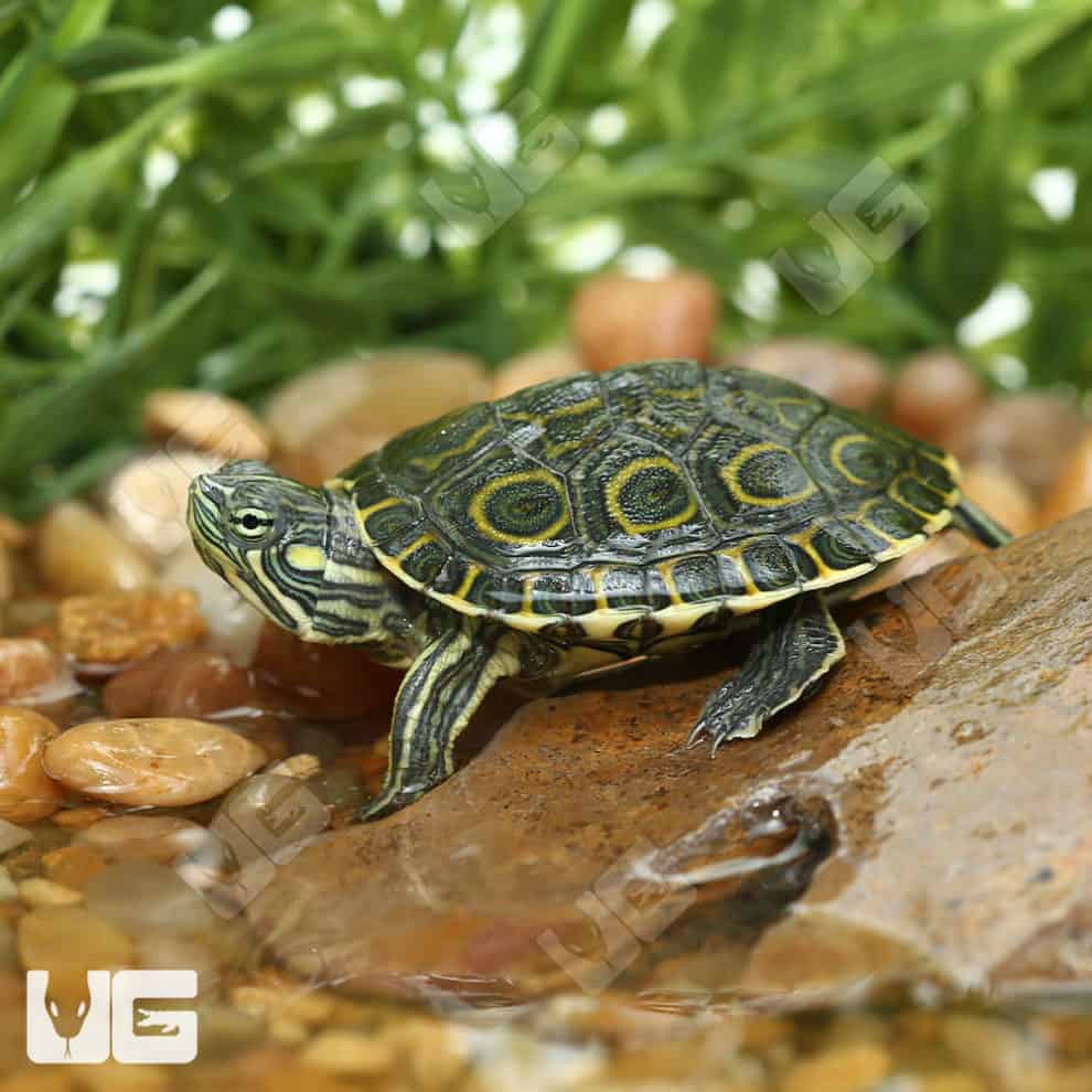 Turtles For Sale - Underground Reptiles