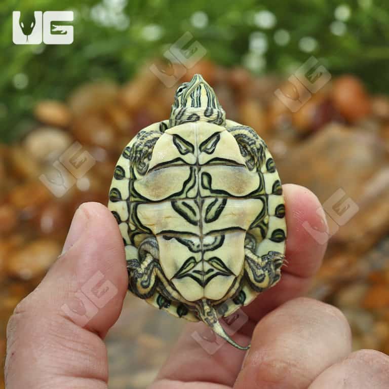 Baby Nicaraguan Ornate Slider Turtles (Trachemys emoli) For Sale ...