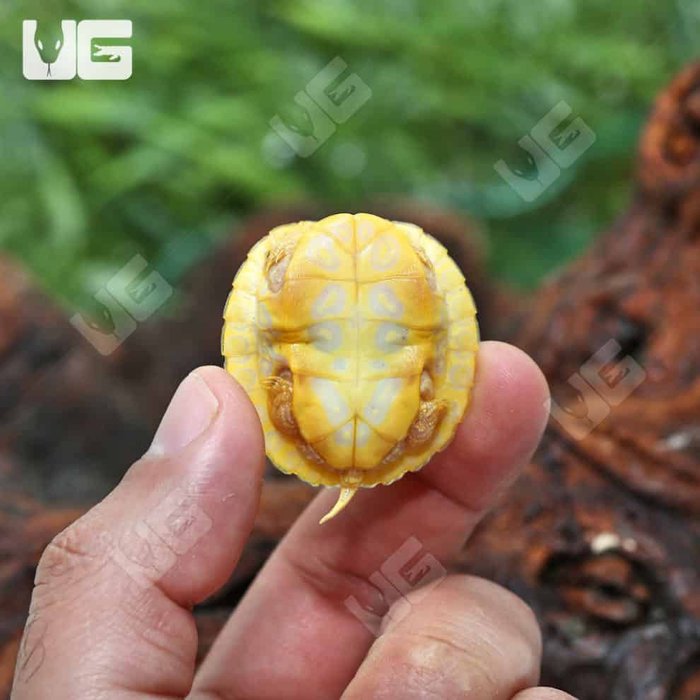Baby Albino Pinkbelly Sideneck Turtles For Sale - Underground Reptiles