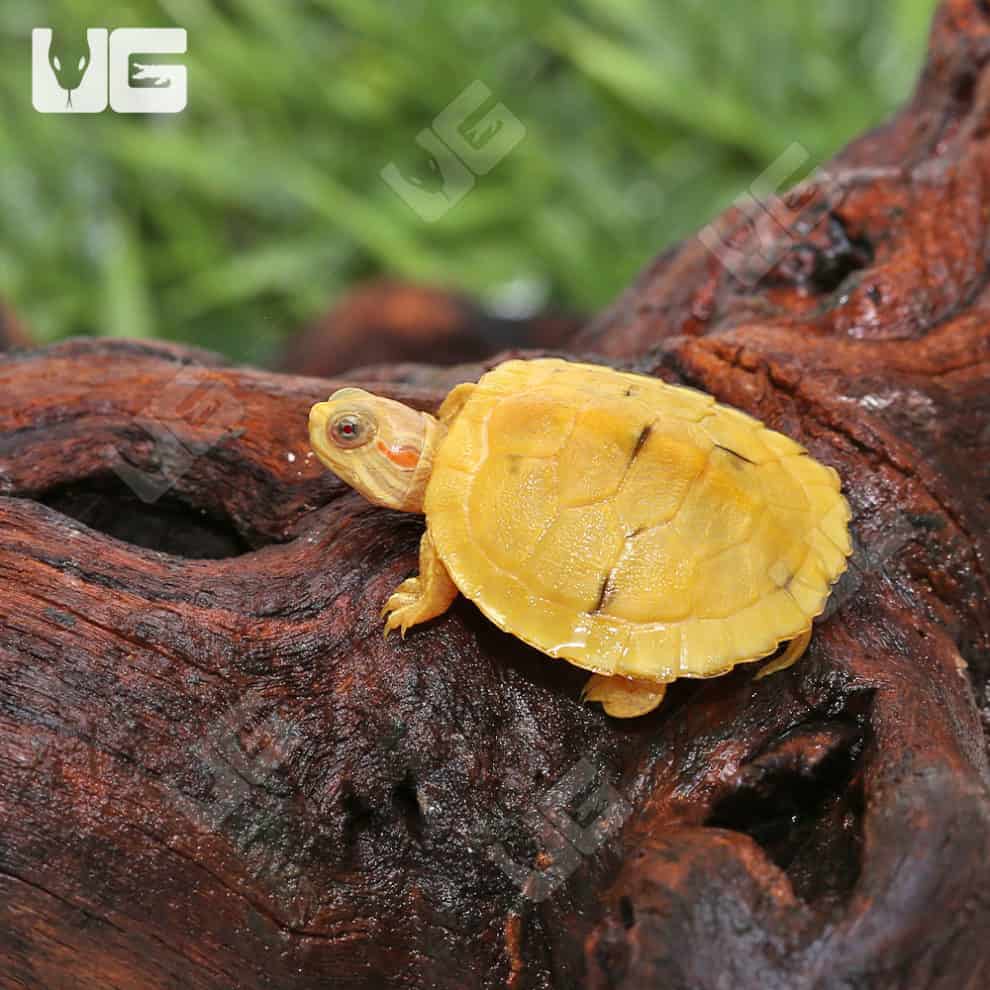 Turtles For Sale - Underground Reptiles