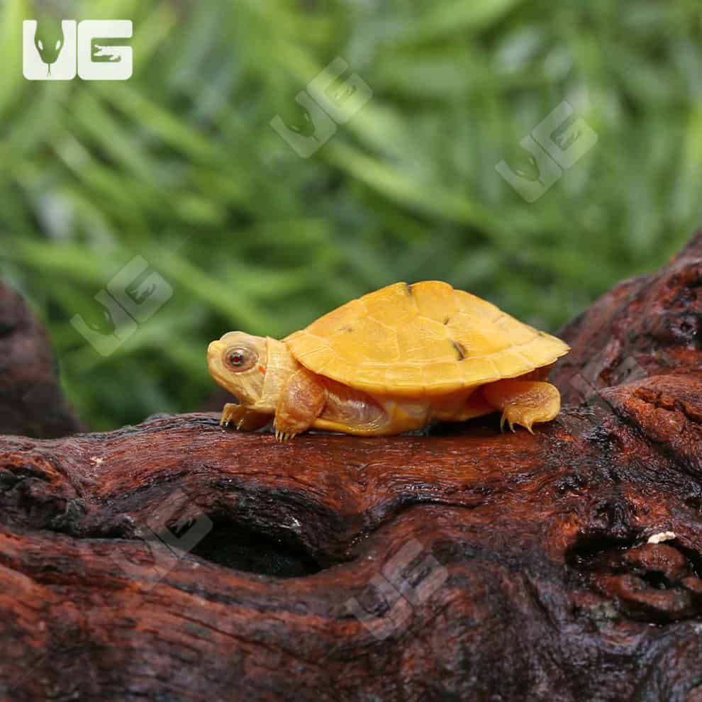 New Reptiles & Amphibians - Underground Reptiles