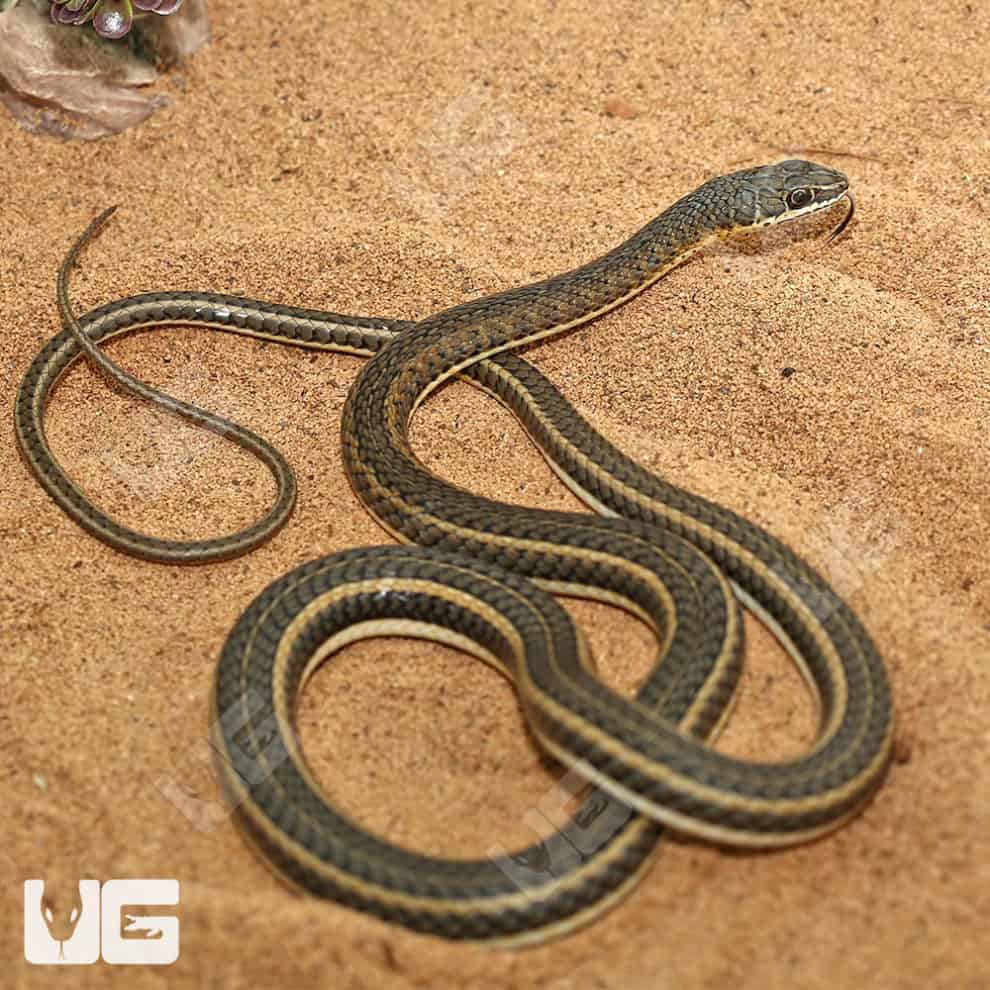 Hissing Sand Snake For Sale - Underground Reptiles
