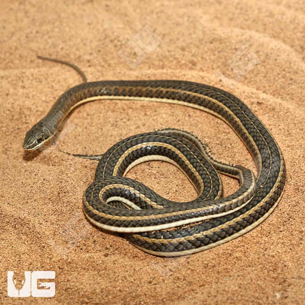 Hissing Sand Snake For Sale - Underground Reptiles