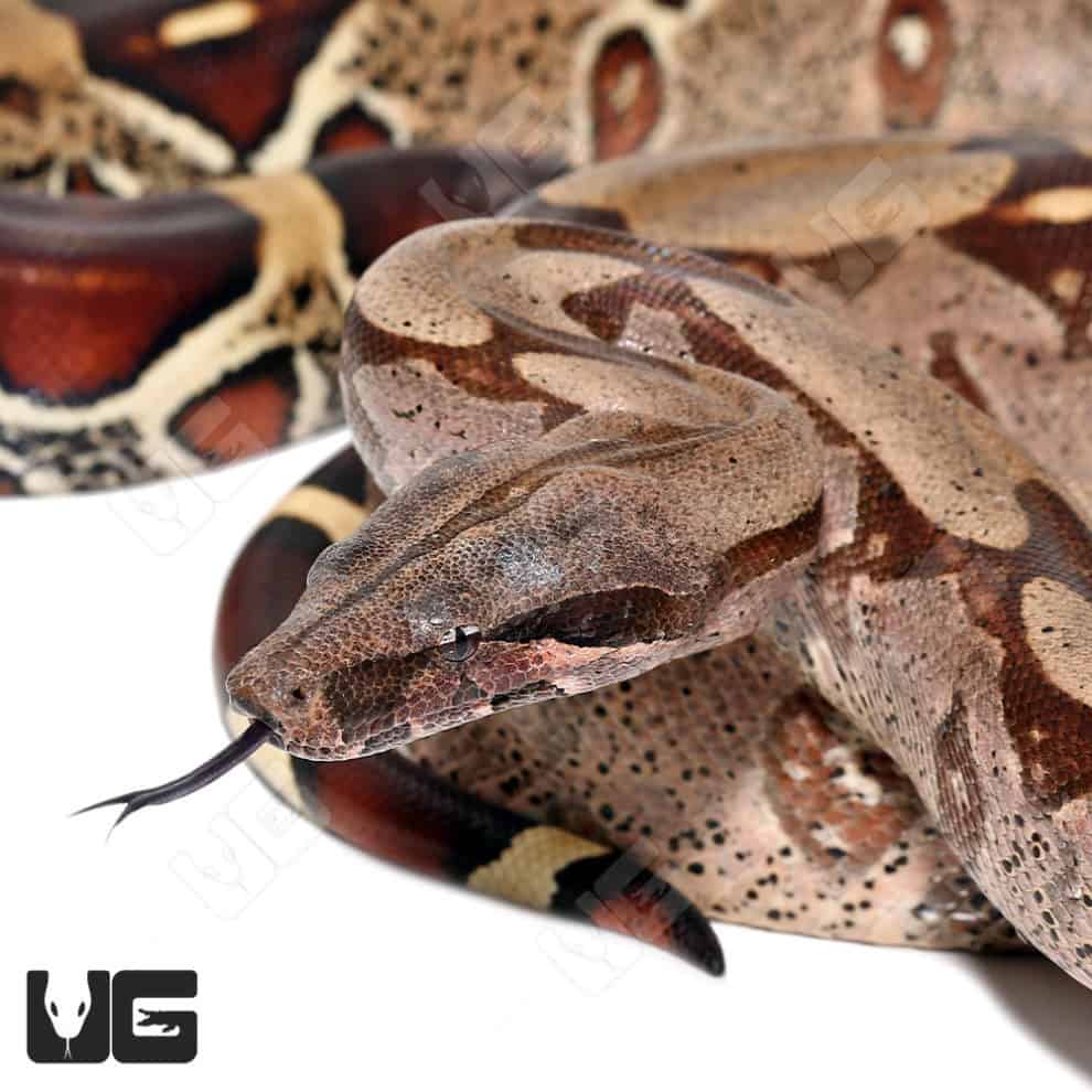 Spearpoint Guyana Redtail Boa (Boa c. constrictor) for sale ...