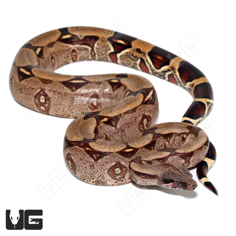 Spearpoint Guyana Redtail Boa (Boa c. constrictor) for sale ...