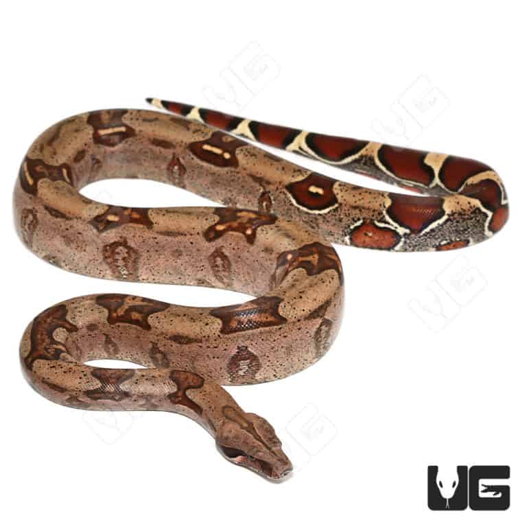 Aberrant Guyana Redtail Boa (Boa c. constrictor) for sale - Underground ...
