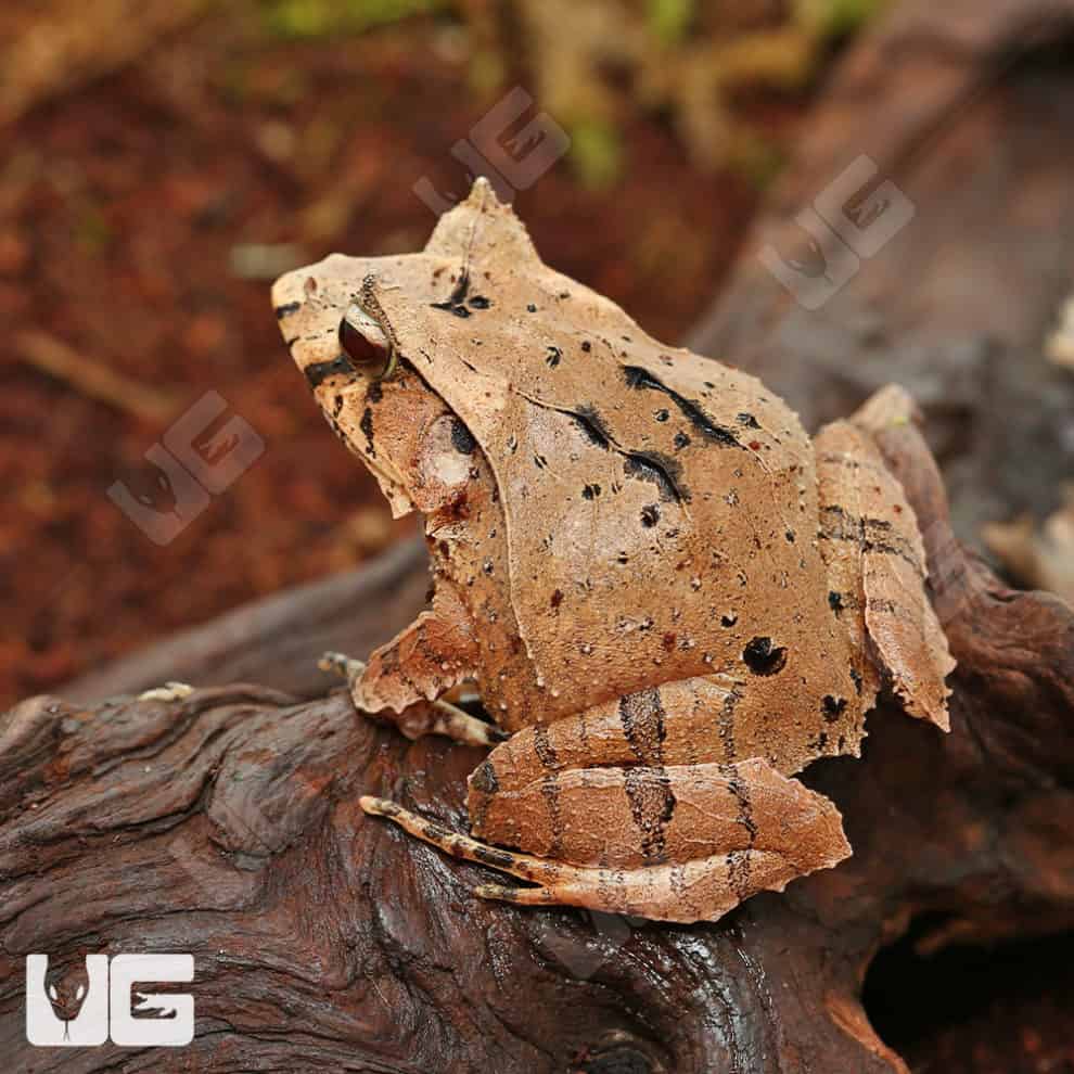 Other Frogs For Sale - Underground Reptiles