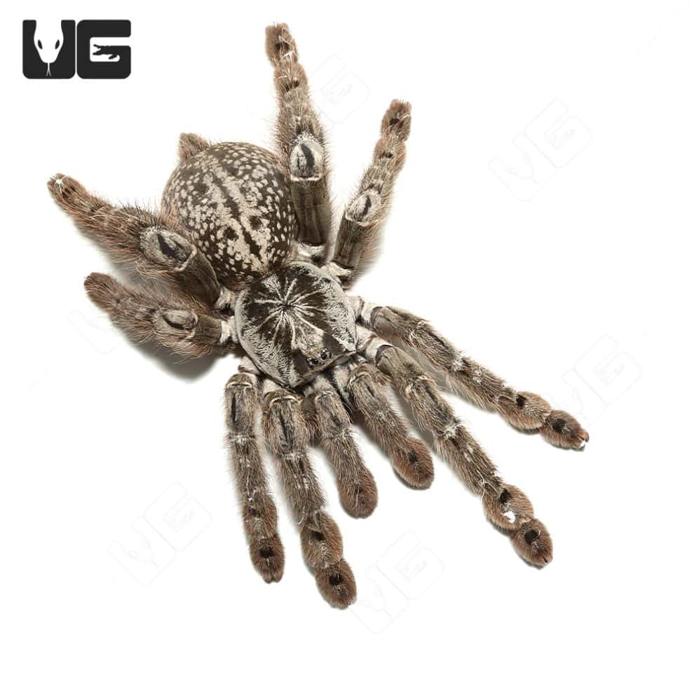 Ornamental Baboon Tarantulas (Heteroscrodra maculata) For Sale ...