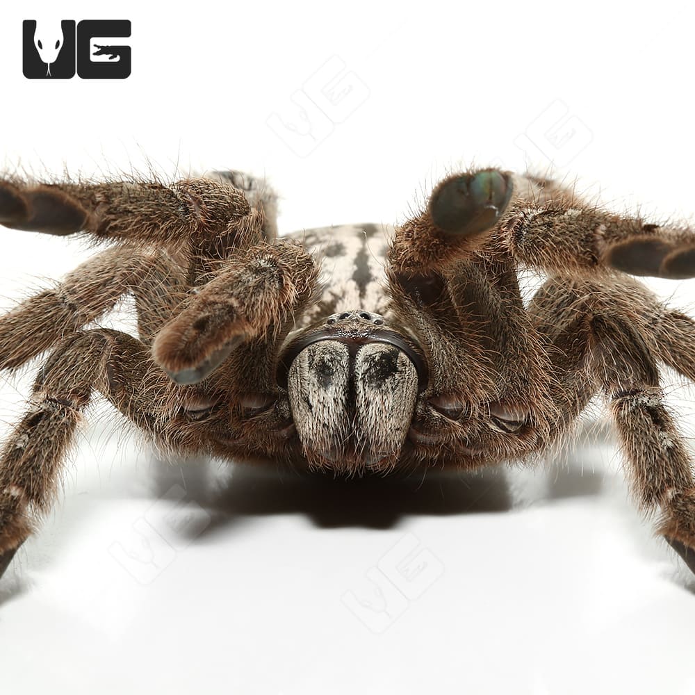 Ornamental Baboon Tarantulas (Heteroscrodra maculata) For Sale ...