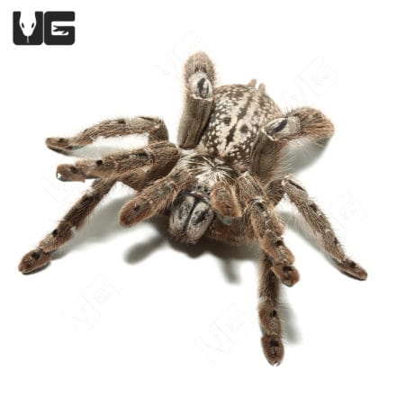 Ornamental Baboon Tarantulas (Heteroscrodra maculata) For Sale ...