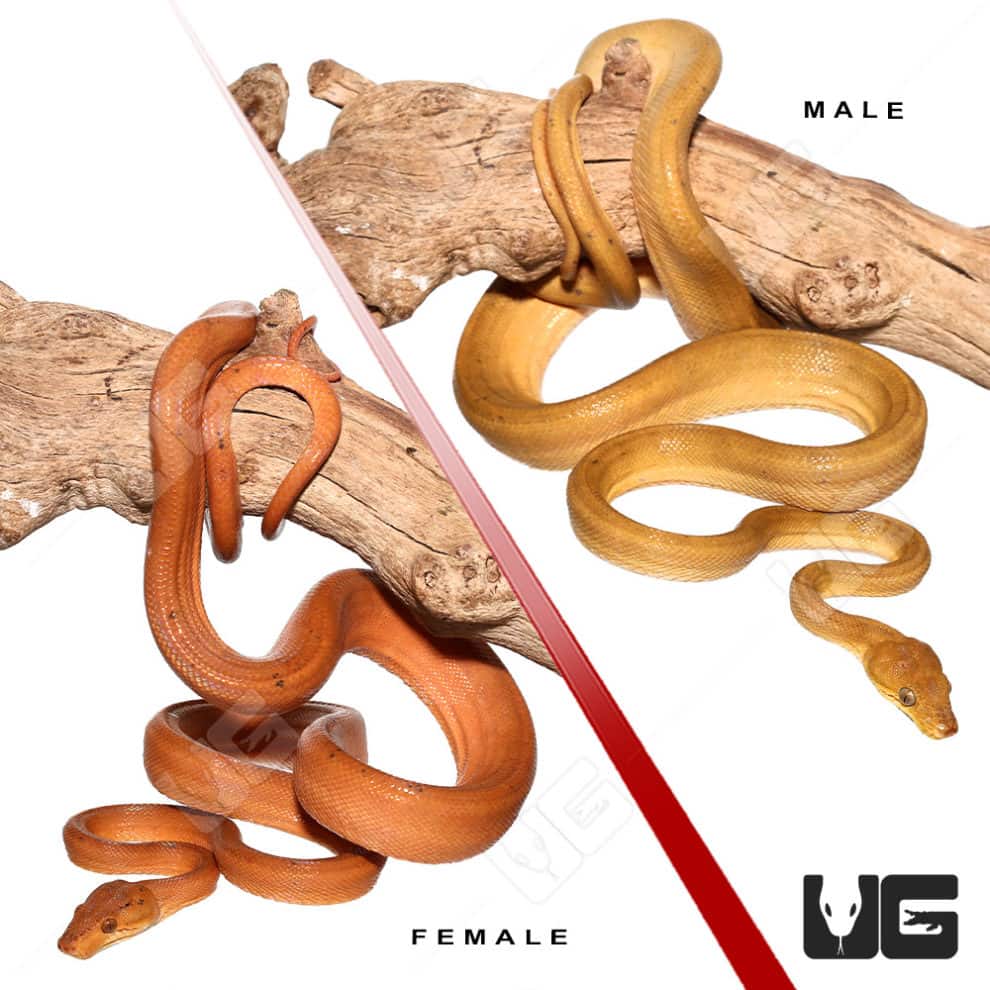 Boas For Sale - Underground Reptiles