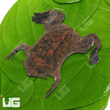 Pipa Pipa Toads For Sale - Underground Reptiles