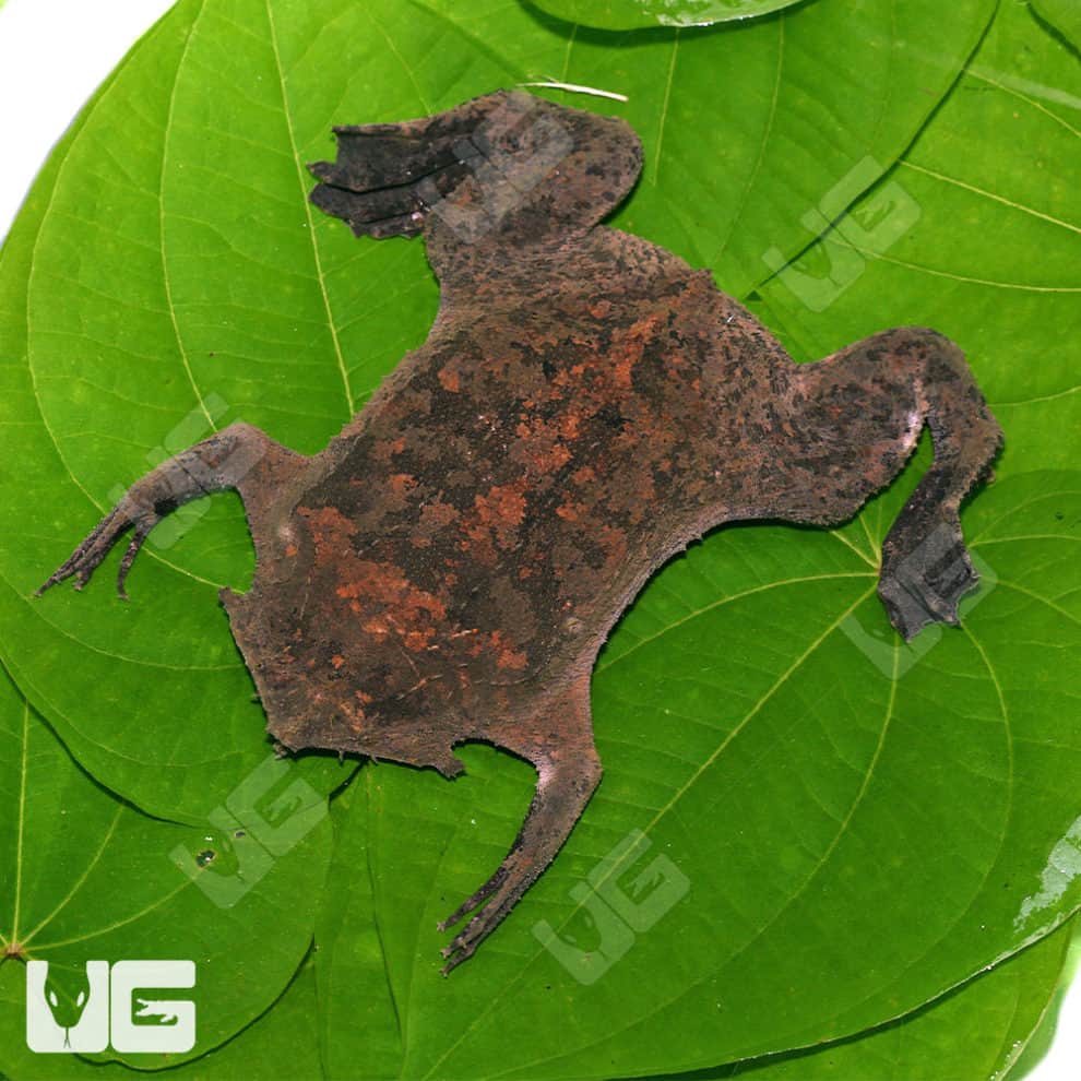 Pipa Pipa Toads For Sale - Underground Reptiles