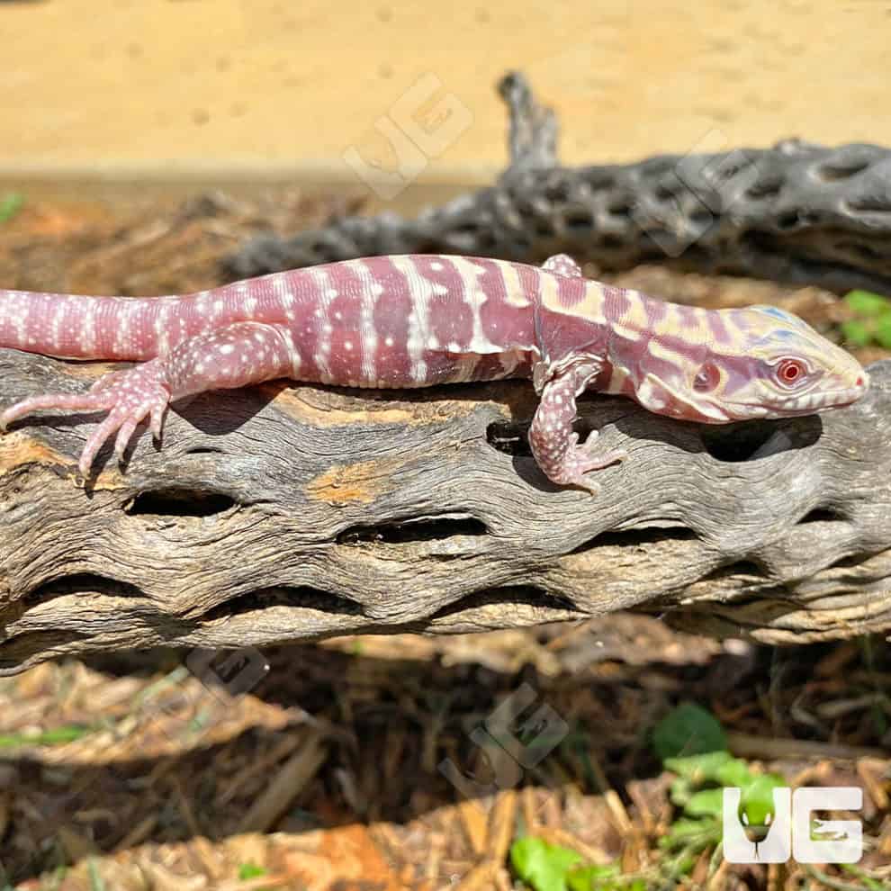 Captive Bred Tegus For Sale - Underground Reptiles