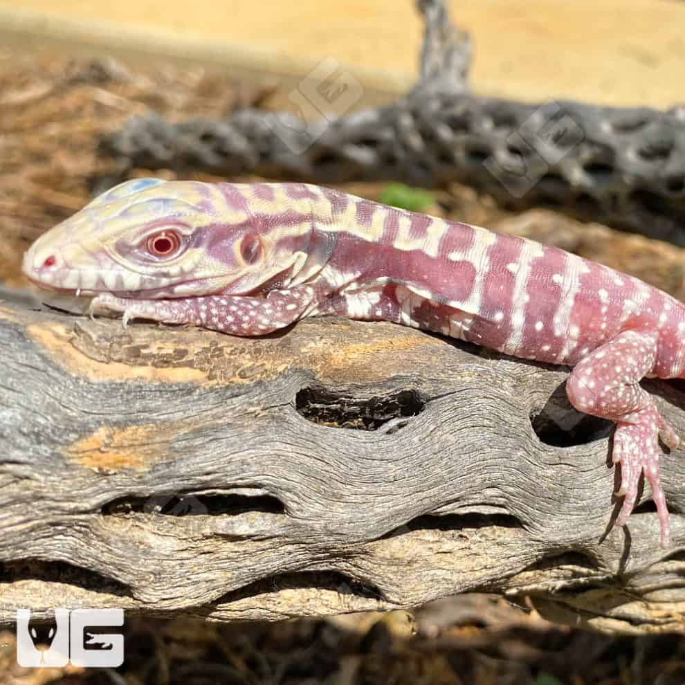 Captive Bred Tegus For Sale - Underground Reptiles