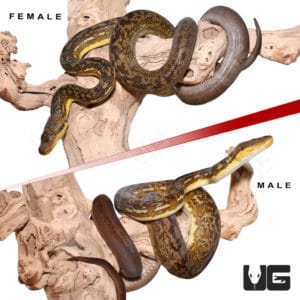 Pythons For Sale - Underground Reptiles