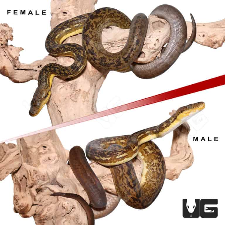 Pythons For Sale - Underground Reptiles