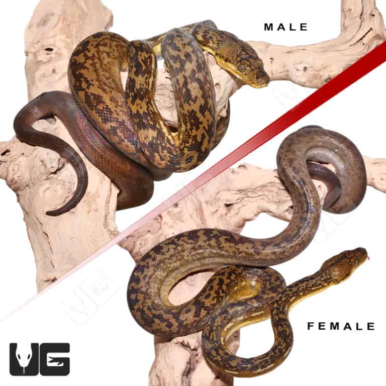 Timor Python Pair (Malayopython timoriensis) For Sale - Underground Reptiles