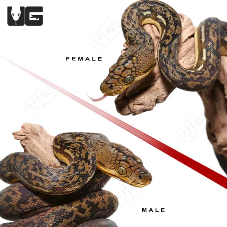 Pythons For Sale - Underground Reptiles