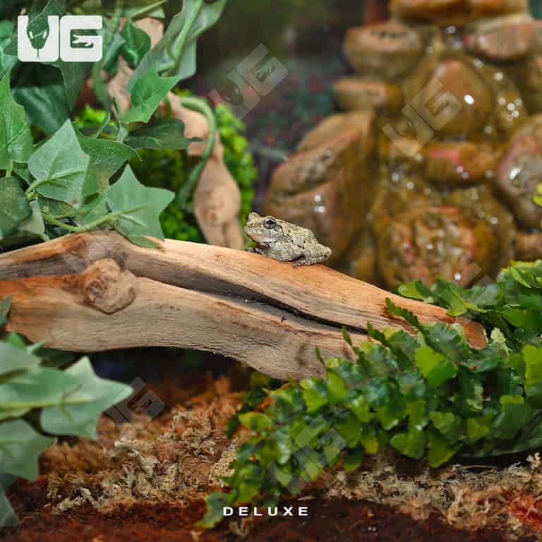 COMPLETE 20 Gallon Tree Frog Setup - Underground Reptiles