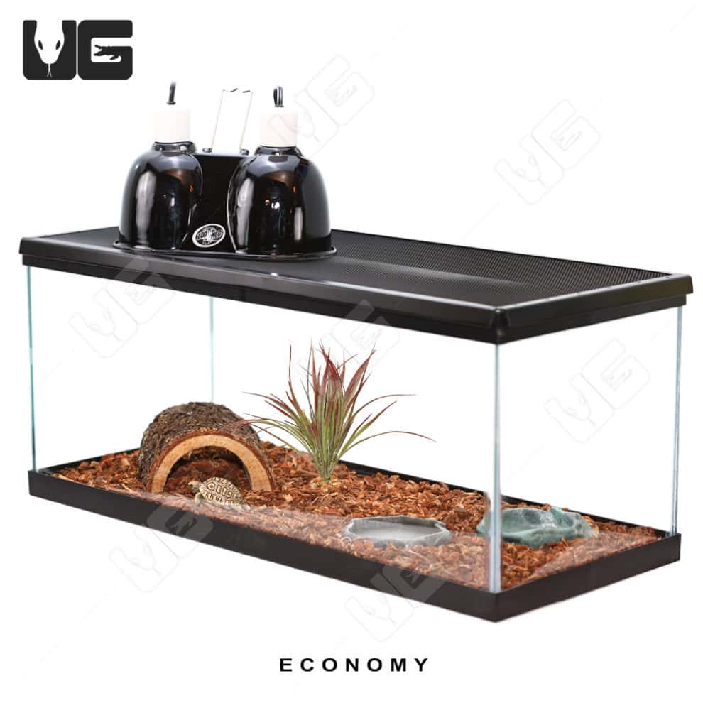 COMPLETE Baby Grassland Tortoise Setup - Underground Reptiles