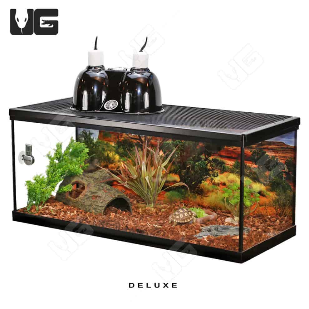 COMPLETE Baby Grassland Tortoise Setup - Underground Reptiles