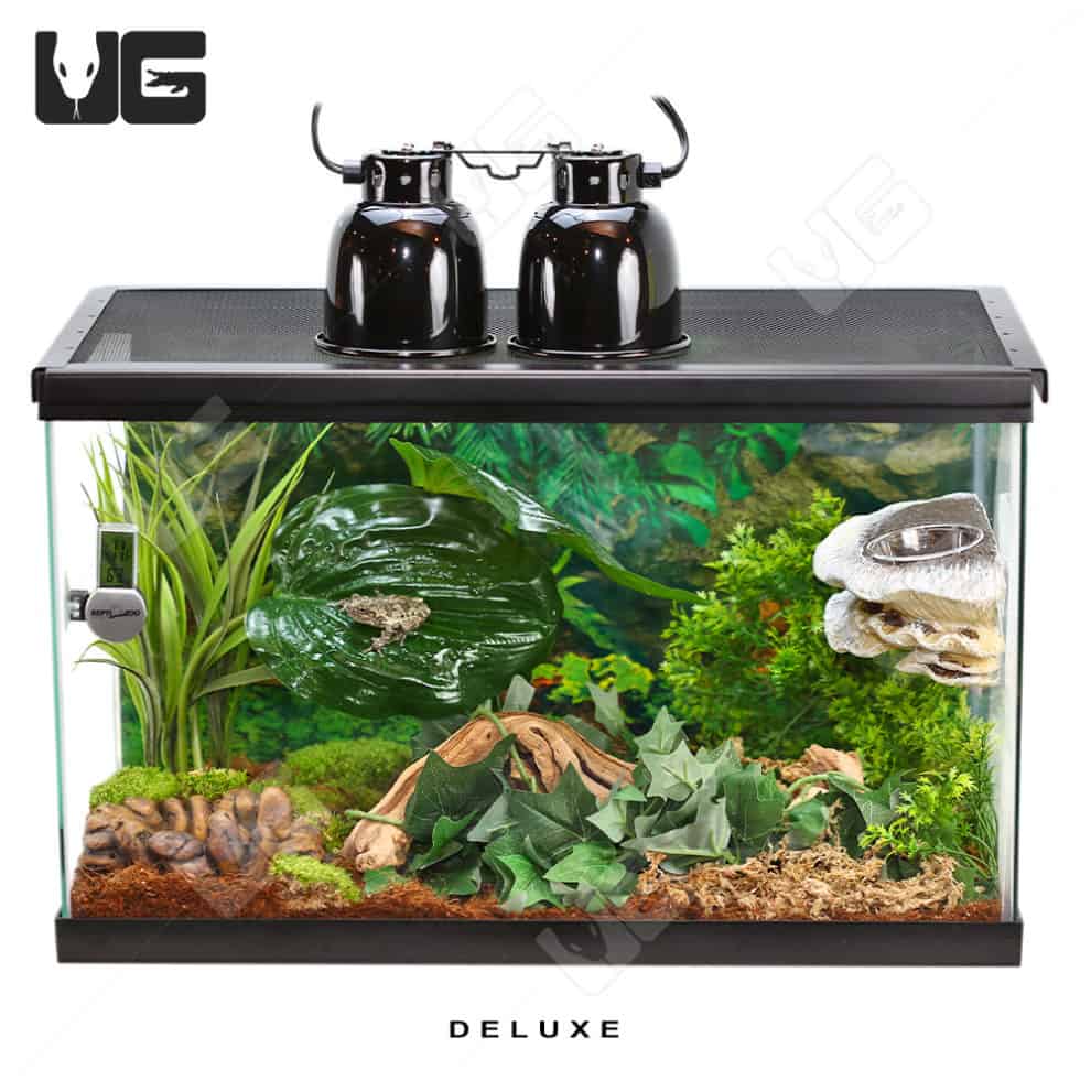 COMPLETE 10 Gallon Tree Frog Setup - Underground Reptiles