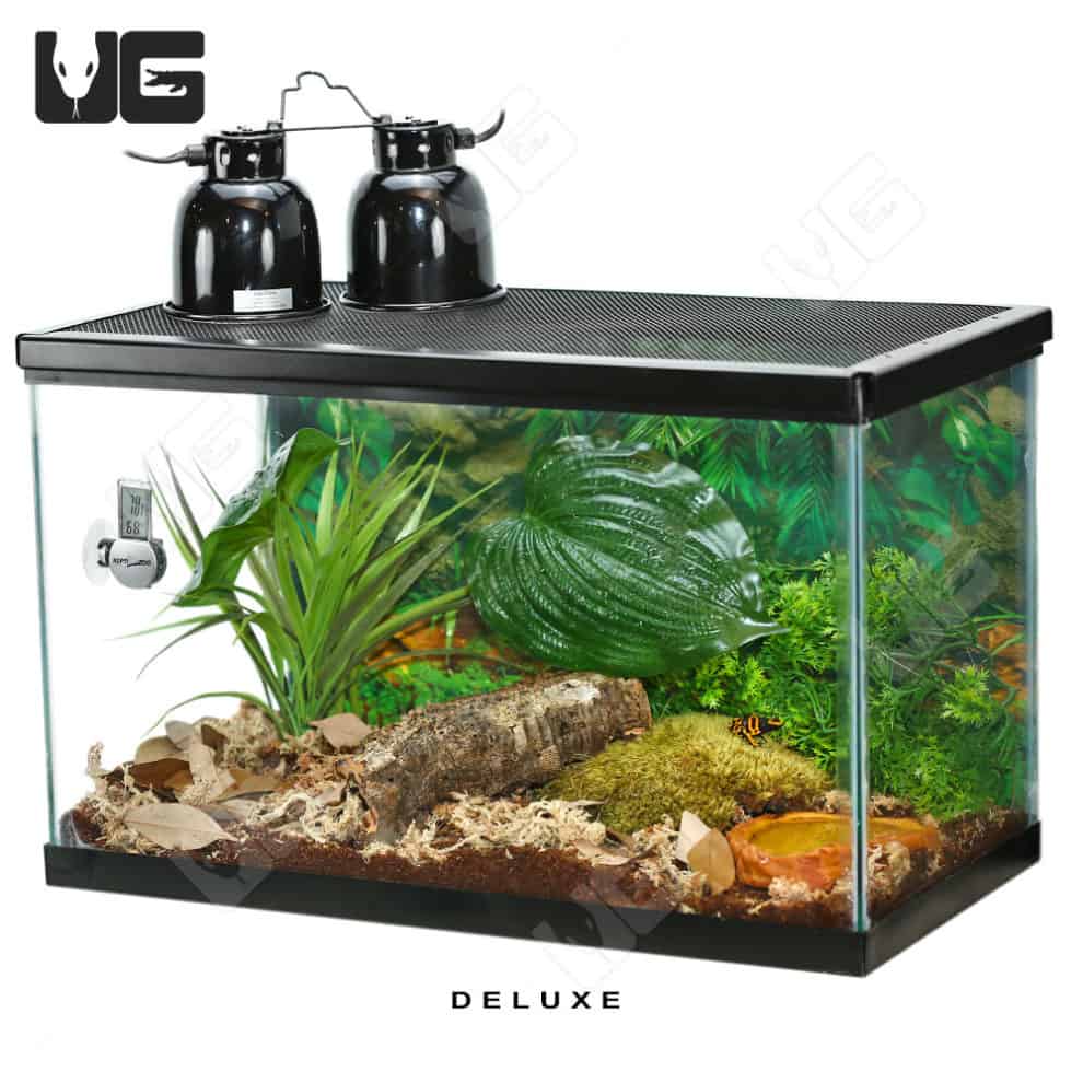 COMPLETE Dart Frog Setup - Underground Reptiles