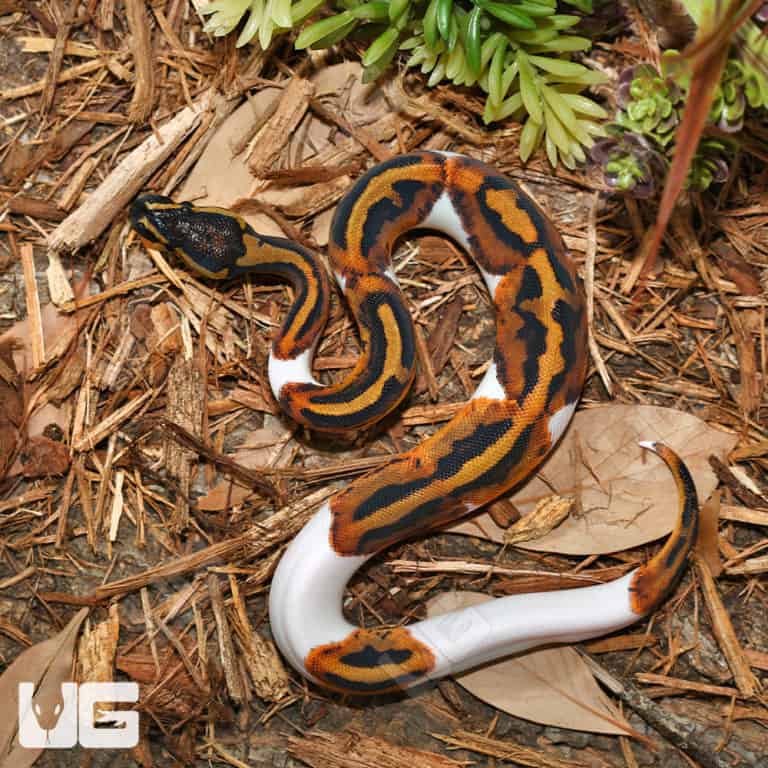 Baby Pied Ball Python For Sale - Underground Reptiles
