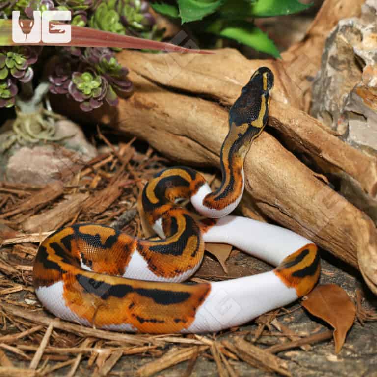 Baby Pied Ball Python For Sale - Underground Reptiles