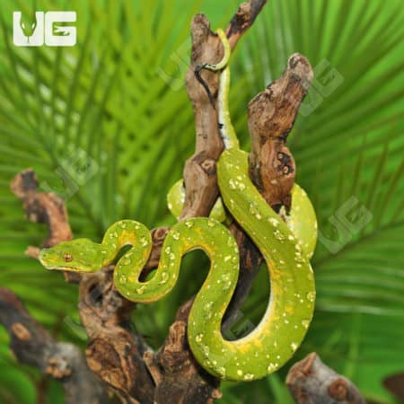Adult Biak Green Tree Pythons (Morelia viridis) For Sale - Underground ...