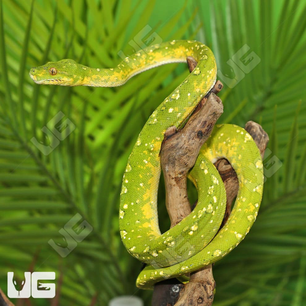 Adult Biak Green Tree Pythons (Morelia viridis) For Sale - Underground ...