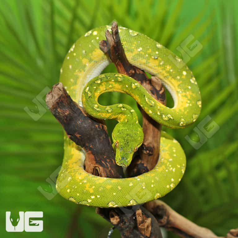 Green Tree Pythons For Sale - Underground Reptiles
