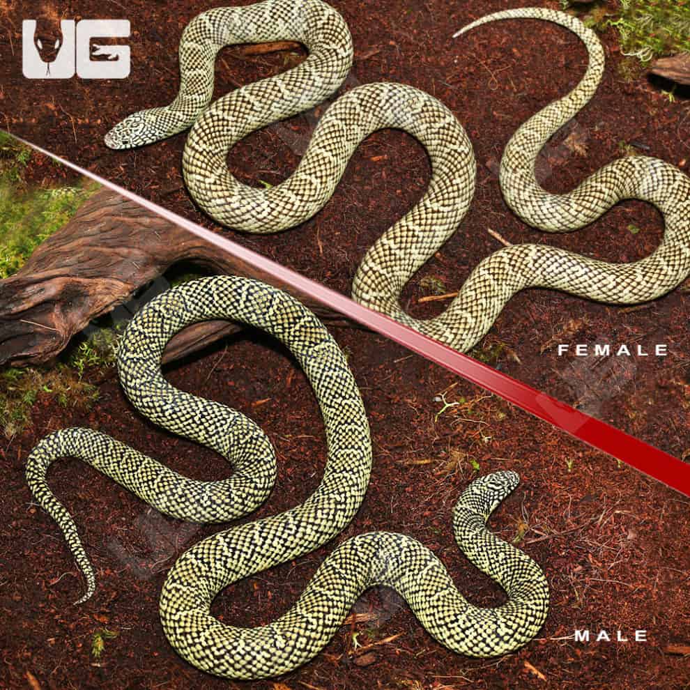 Kingsnakes For Sale - Underground Reptiles