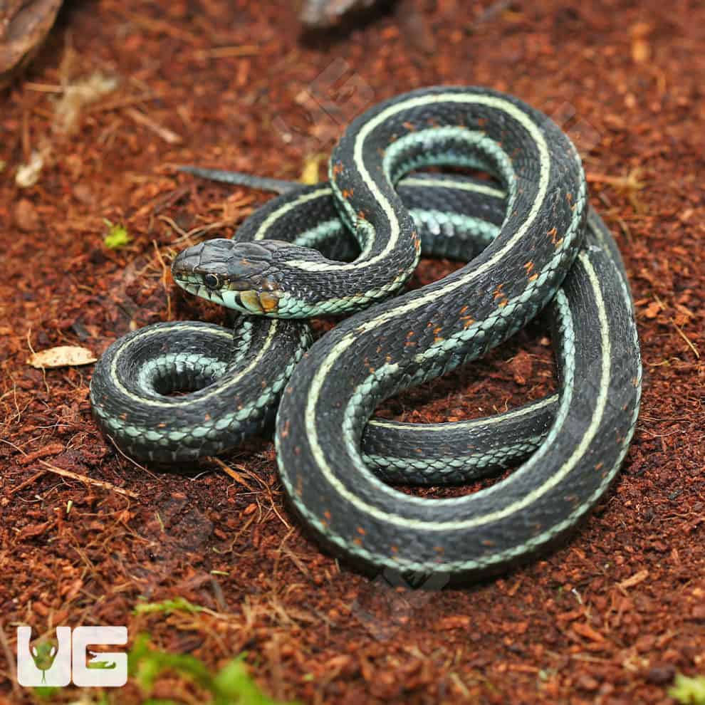 Baby Eastern Garter Snakes For Sale - Underground Reptiles