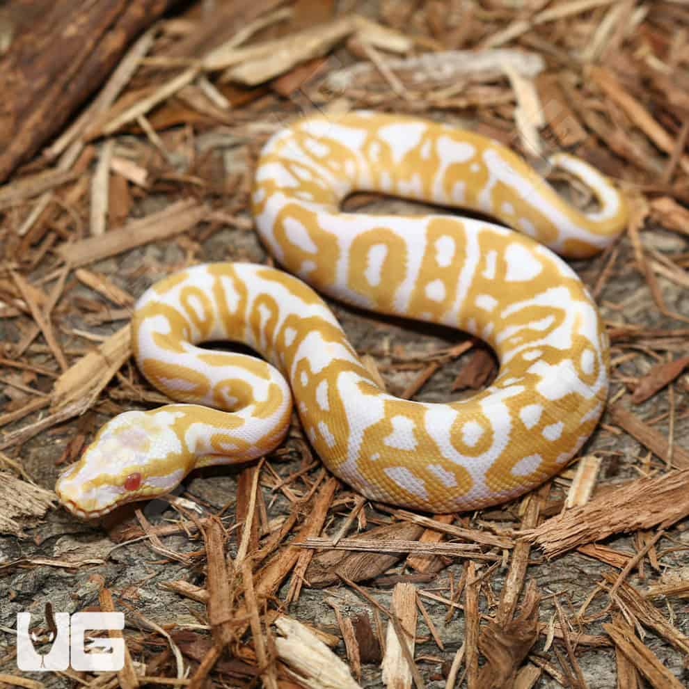 Baby Enchi Pied Ball Python For Sale - Underground Reptiles