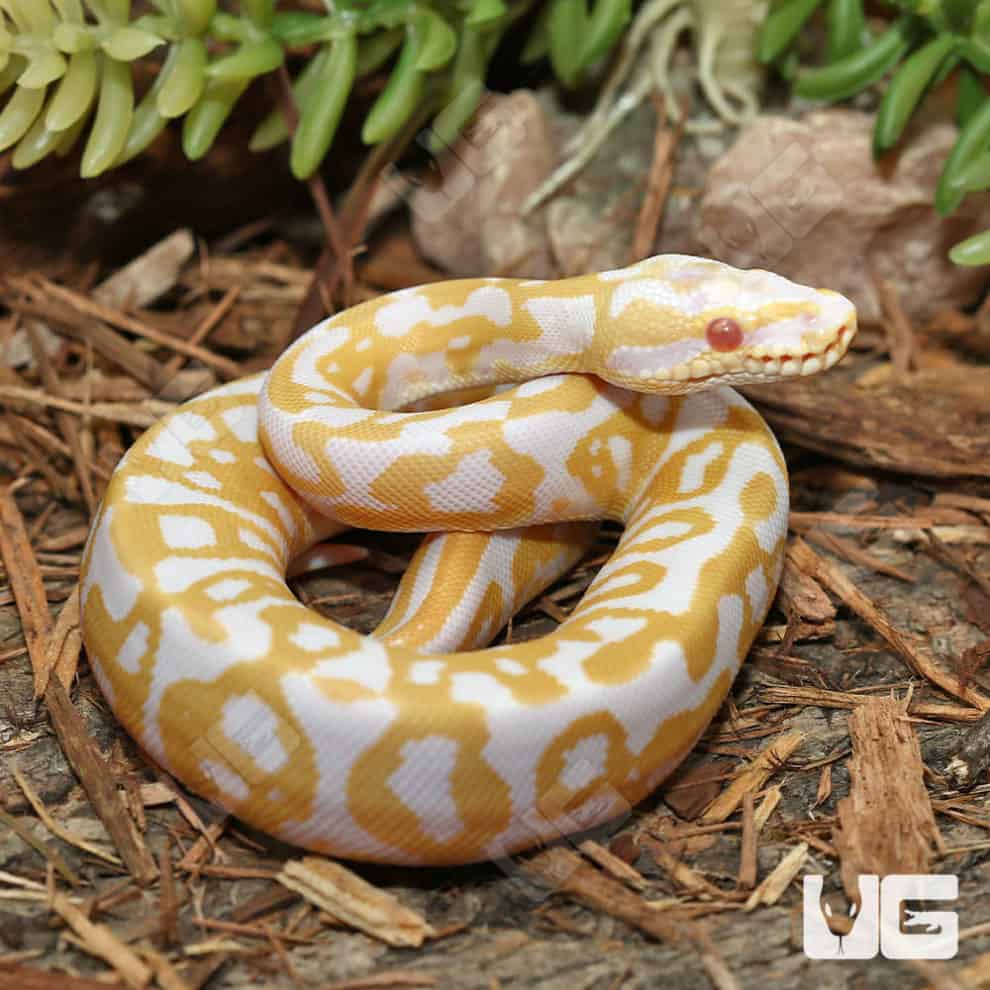 Baby Enchi Pied Ball Python For Sale - Underground Reptiles