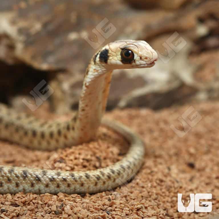 Hatchling Egyptian False Cobra (Malpolon moilensis) For Sale ...