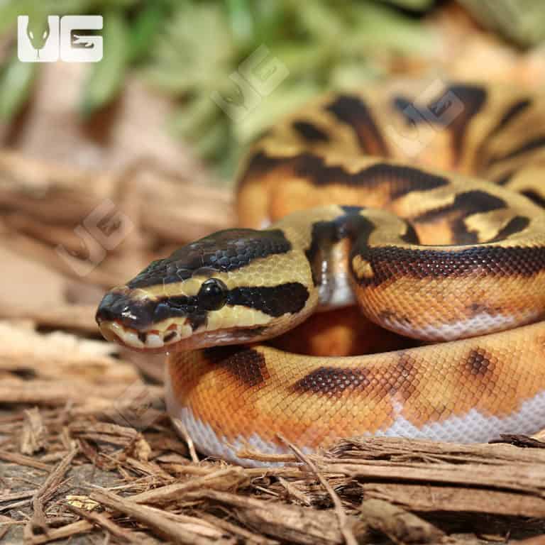 Baby Enchi Pied Ball Python For Sale - Underground Reptiles
