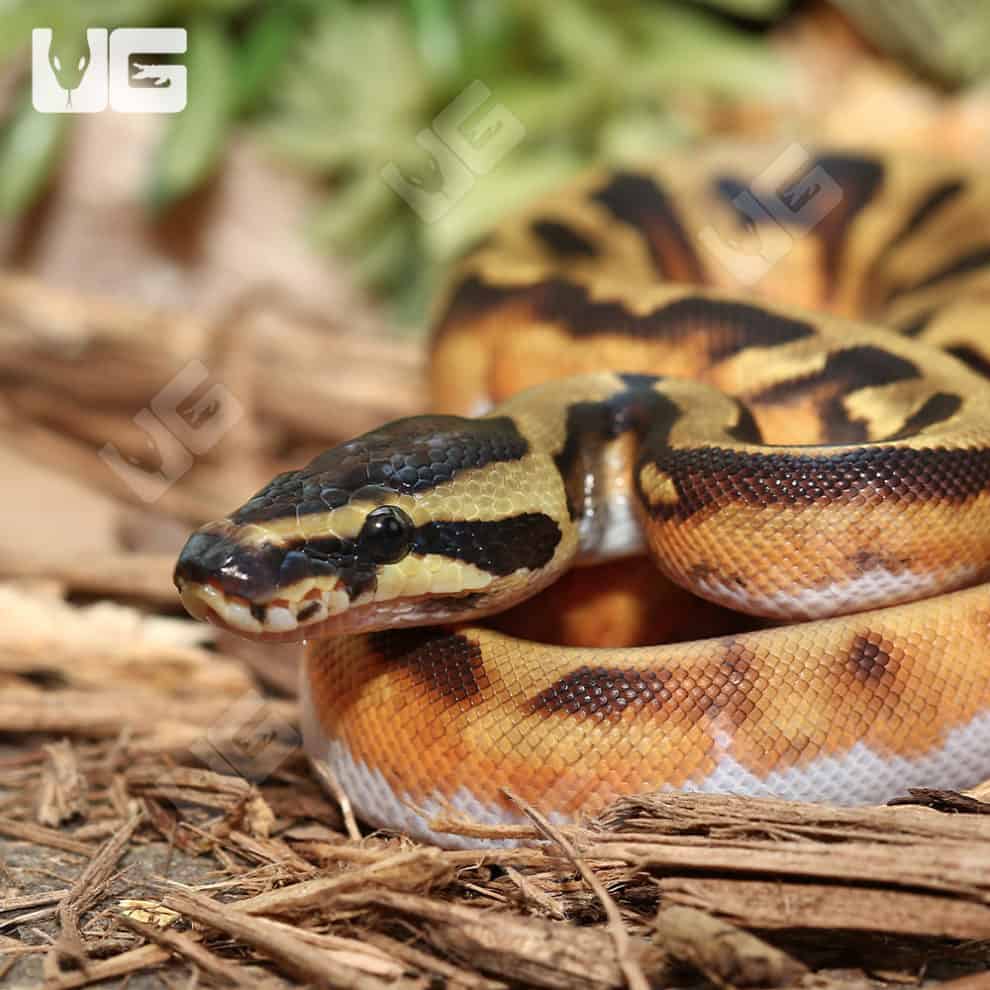 Baby Enchi Pied Ball Python For Sale - Underground Reptiles