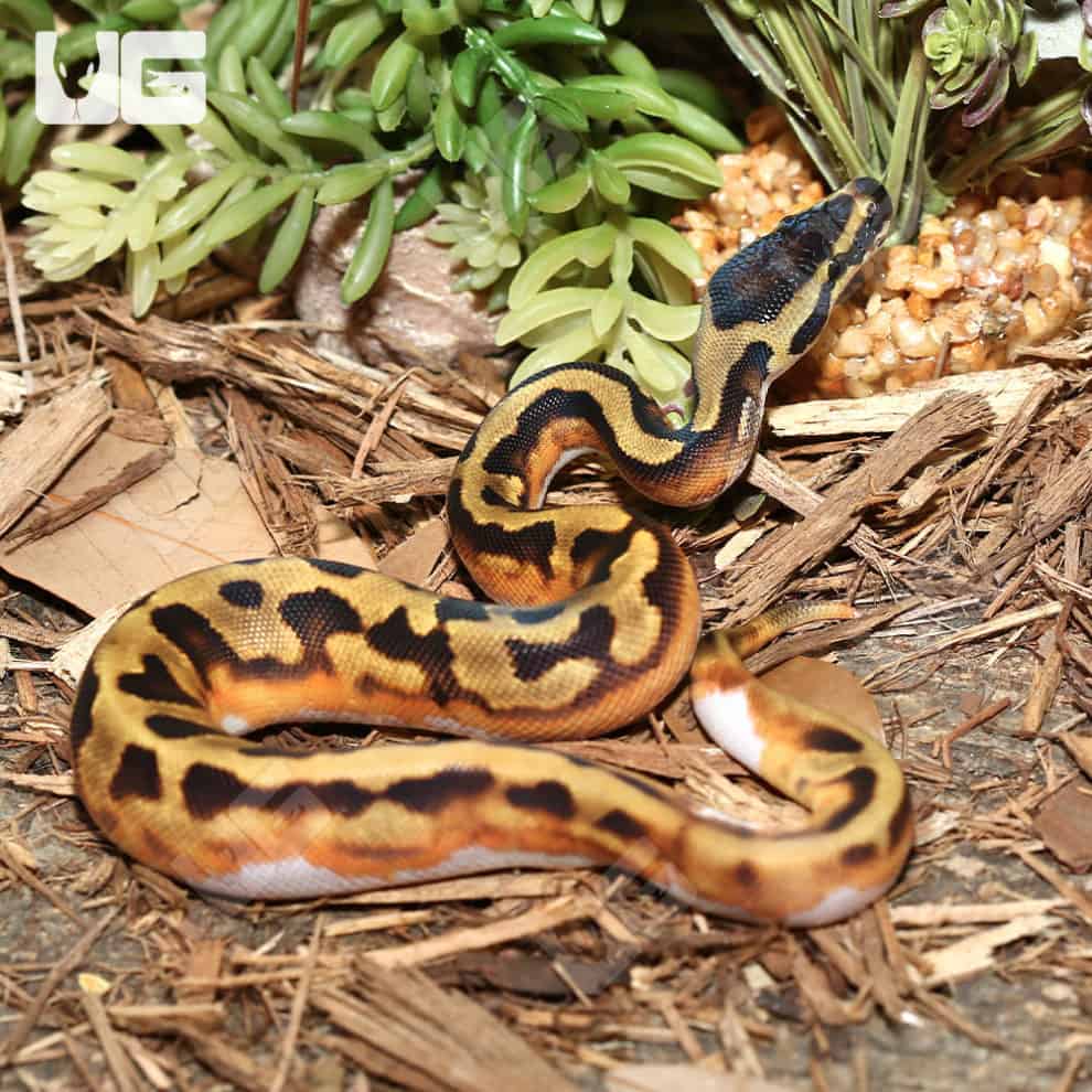 Baby Enchi Pied Ball Python For Sale - Underground Reptiles