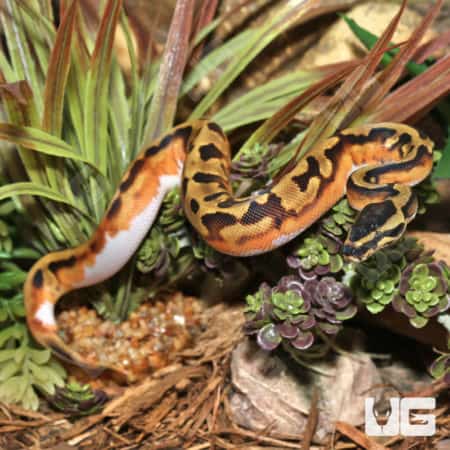 Baby Enchi Pied Ball Python For Sale - Underground Reptiles