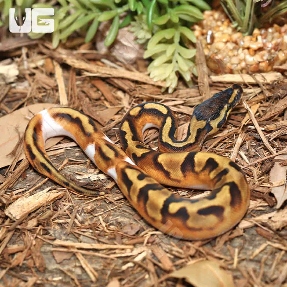 Baby Enchi Pied Ball Python For Sale - Underground Reptiles