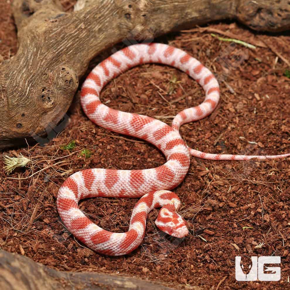 Baby Extreme Reverse Okeetee Creamsicle Cornsnakes (Pantherophis ...