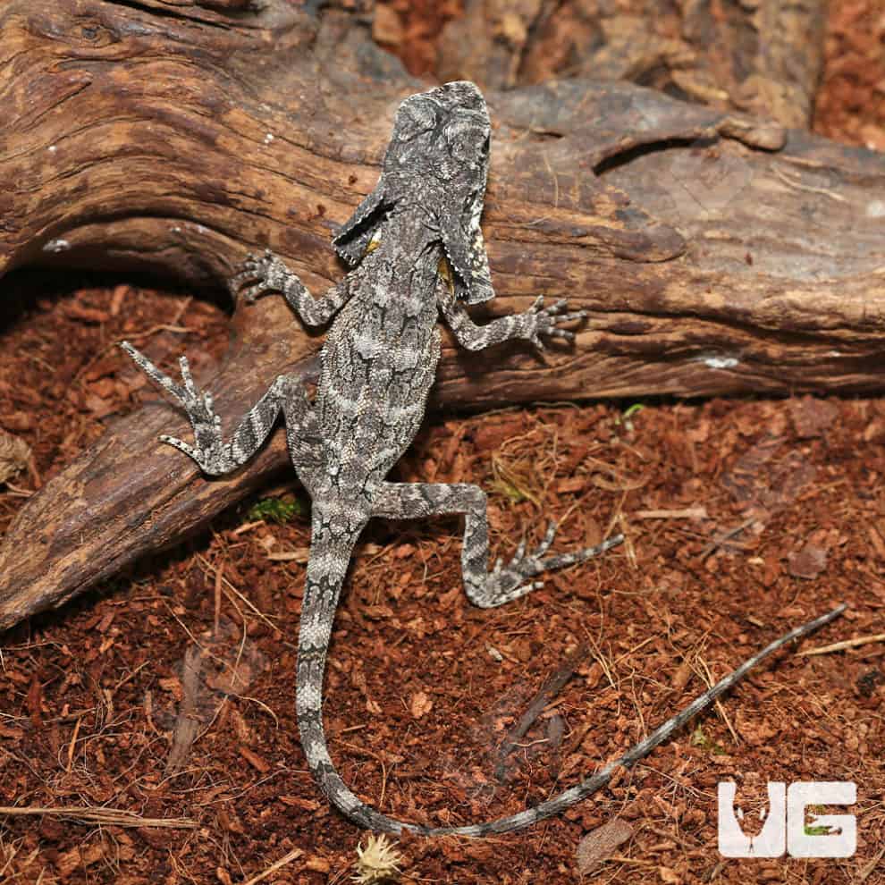 Baby Frilled Dragons For Sale - Underground Reptiles